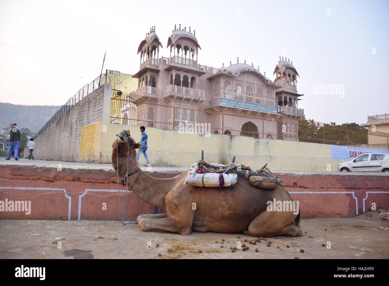 Camel resting on the street with a palace in the background in Jaipur ...