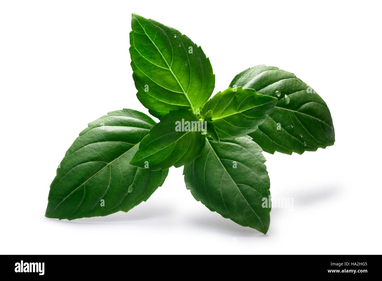 Aquifolium (spear-like) ruffled basil leaves (Ocimum basilicum ...