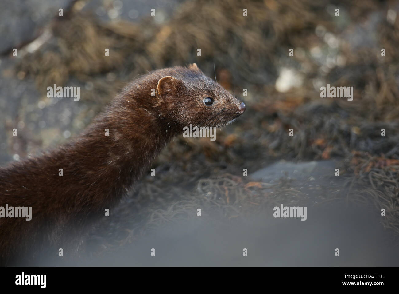 A Mink (Neovison vison) hunting in the tide pools for food Stock Photo ...
