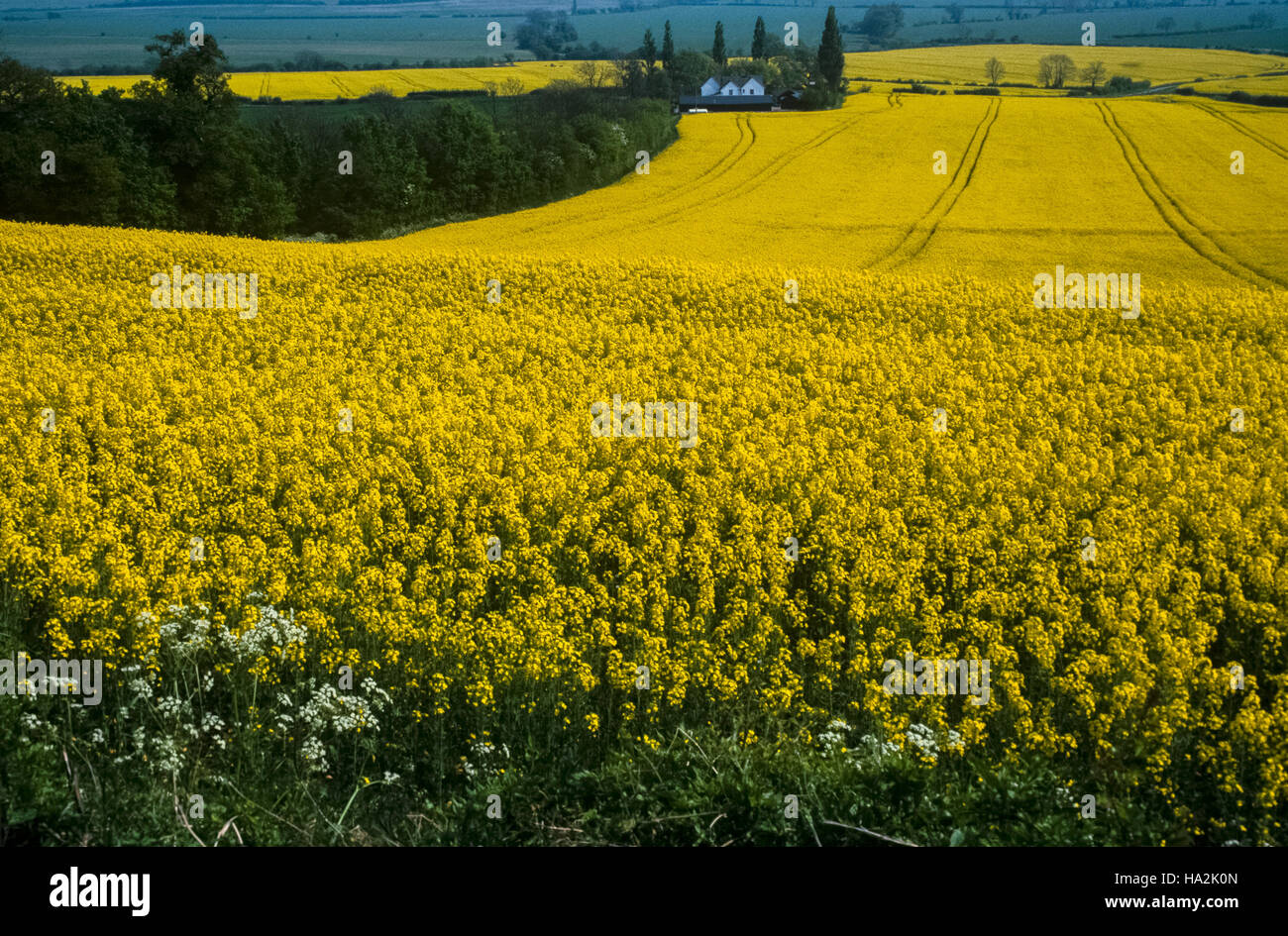 field of oil seed rape Stock Photo - Alamy