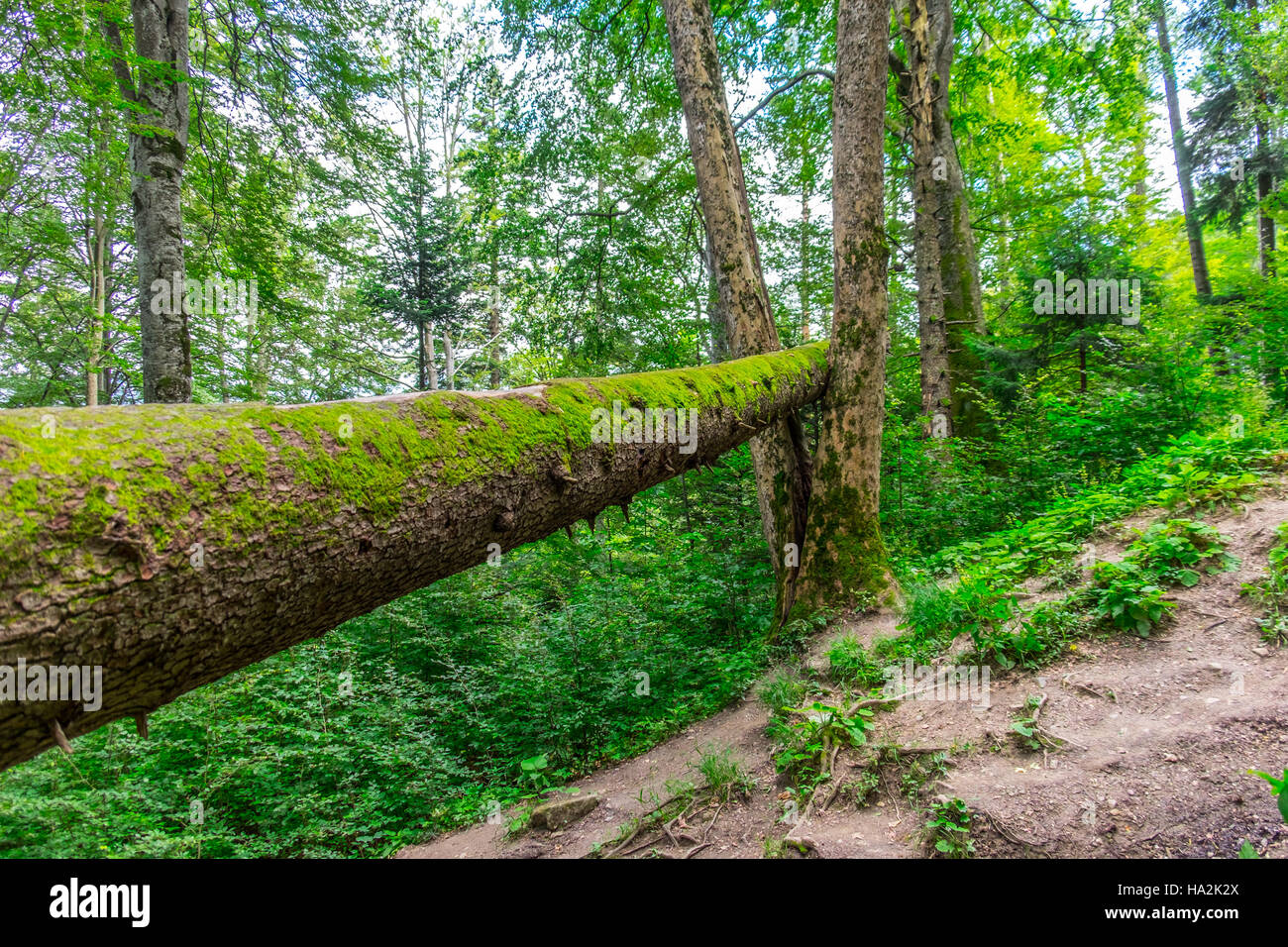 Rainforest tree detail hi-res stock photography and images - Alamy
