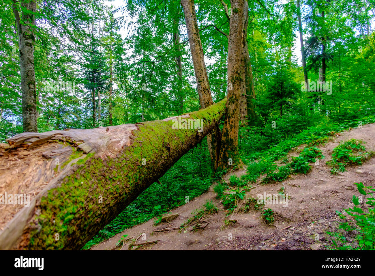 Forest detail. Tree trunk Stock Photo - Alamy