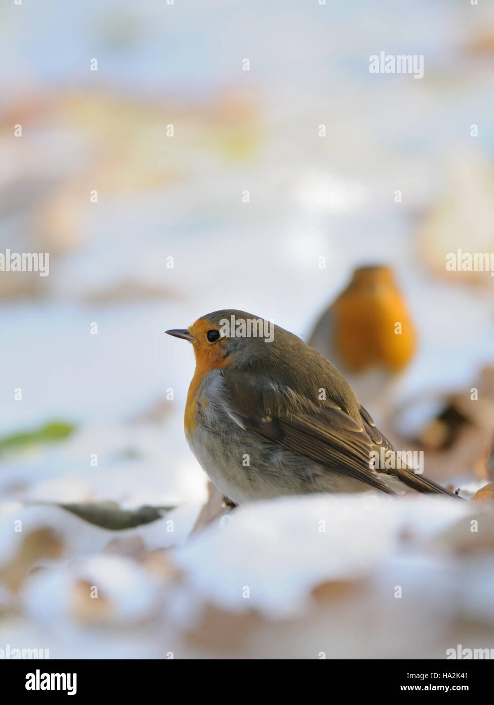 Two European Robins (Erithacus rubecula) among dry leaves in the snow ...