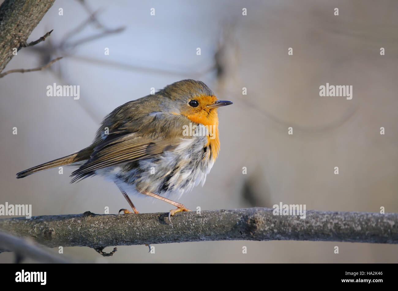 Perching European Robin (Erithacus rubecula) in winter. Moscow, Russia ...