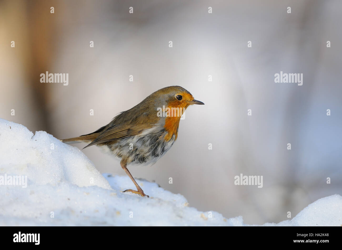 European Robin (Erithacus rubecula) wintering in city park. Moscow ...