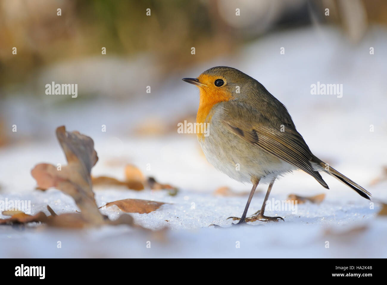 European Robin (Erithacus rubecula) wintering in city park. Moscow ...