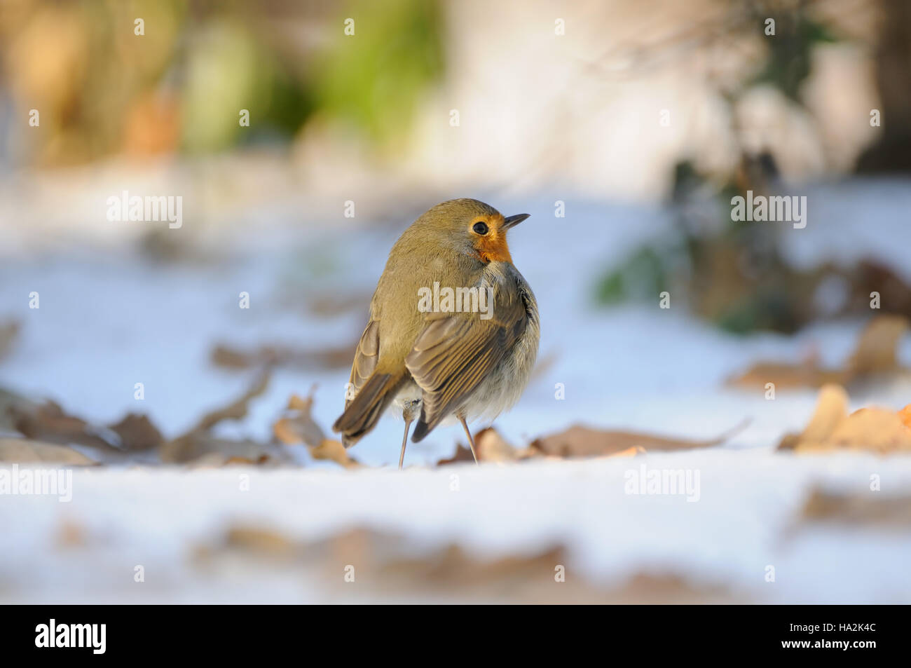 European Robin (Erithacus rubecula) wintering in city park. Moscow ...