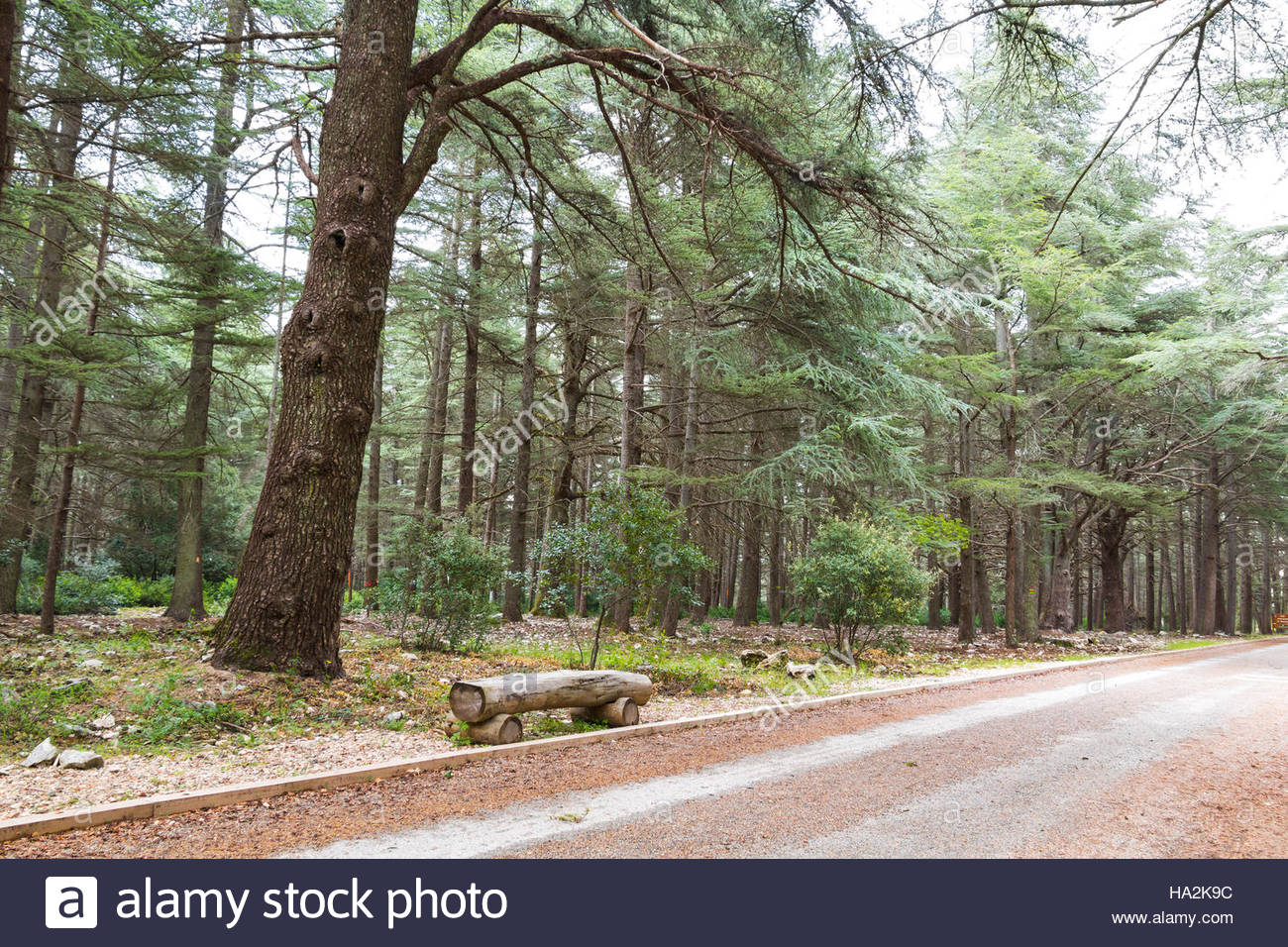 Cedar Forest Stock Photos & Cedar Forest Stock Images - Alamy