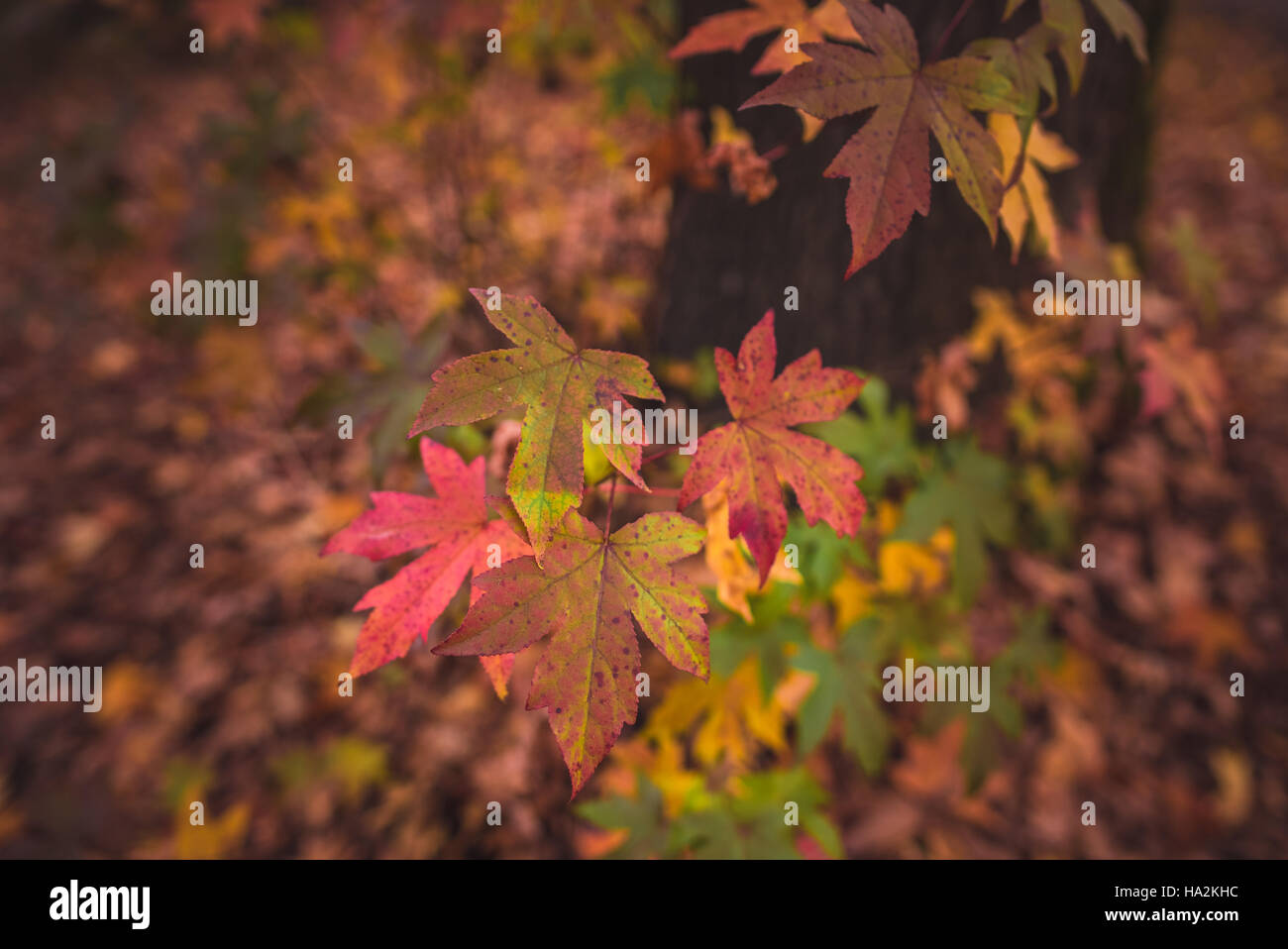 Colorful leaves and tree trunk in autumn Stock Photo - Alamy