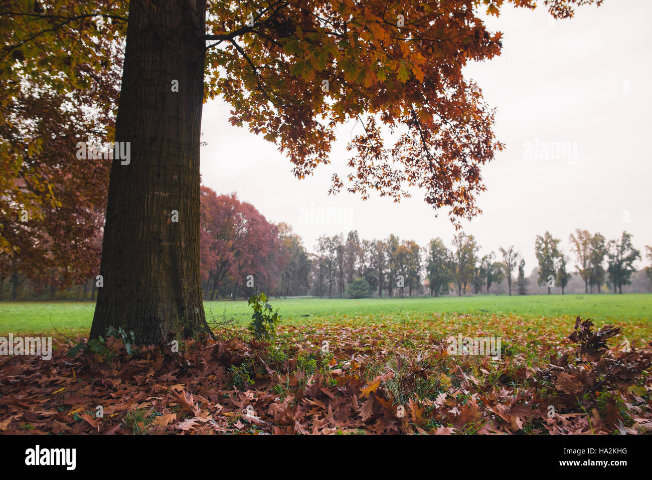 Canada tree hi-res stock photography and images - Alamy