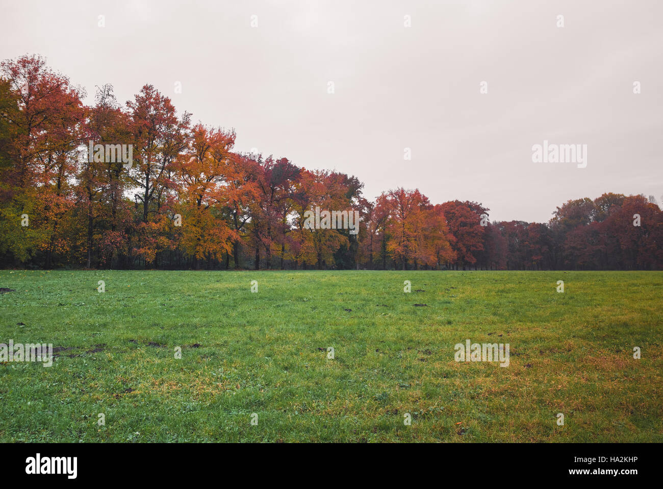 Canada tree hi-res stock photography and images - Alamy