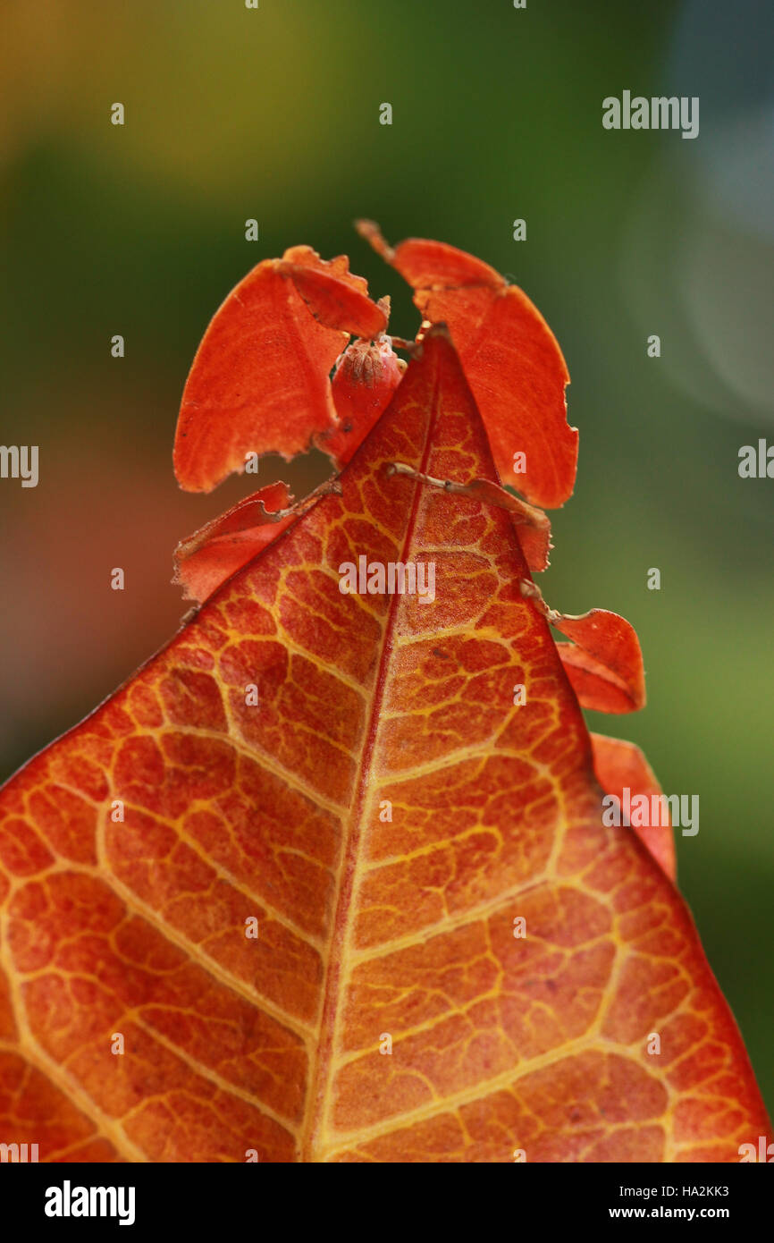 Phyllium insect on leaves, Indonesia Stock Photo - Alamy