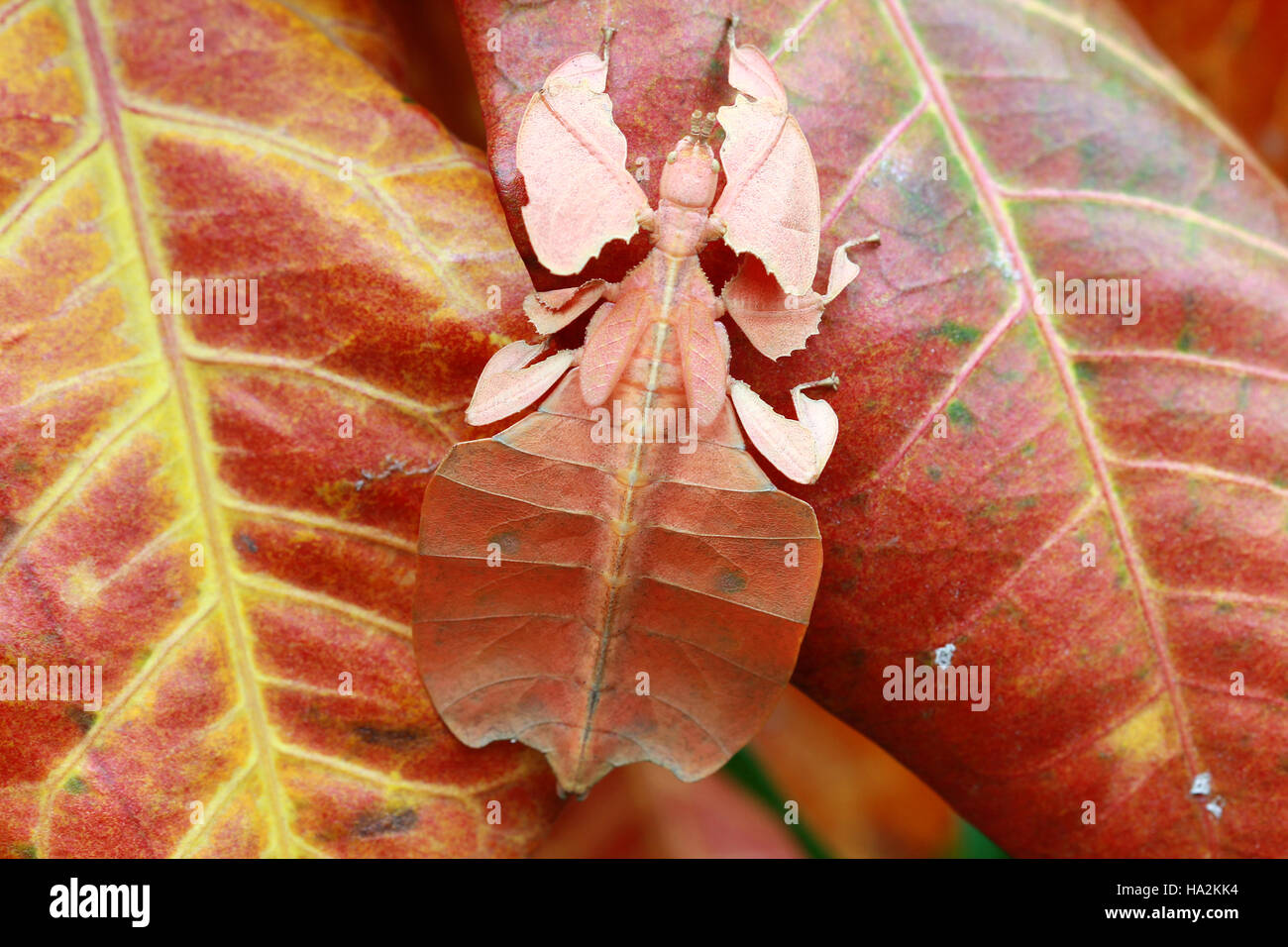 Phyllium insect on leaves, Indonesia Stock Photo - Alamy