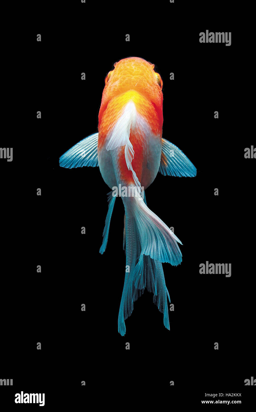 Goldfish close up hi-res stock photography and images - Alamy