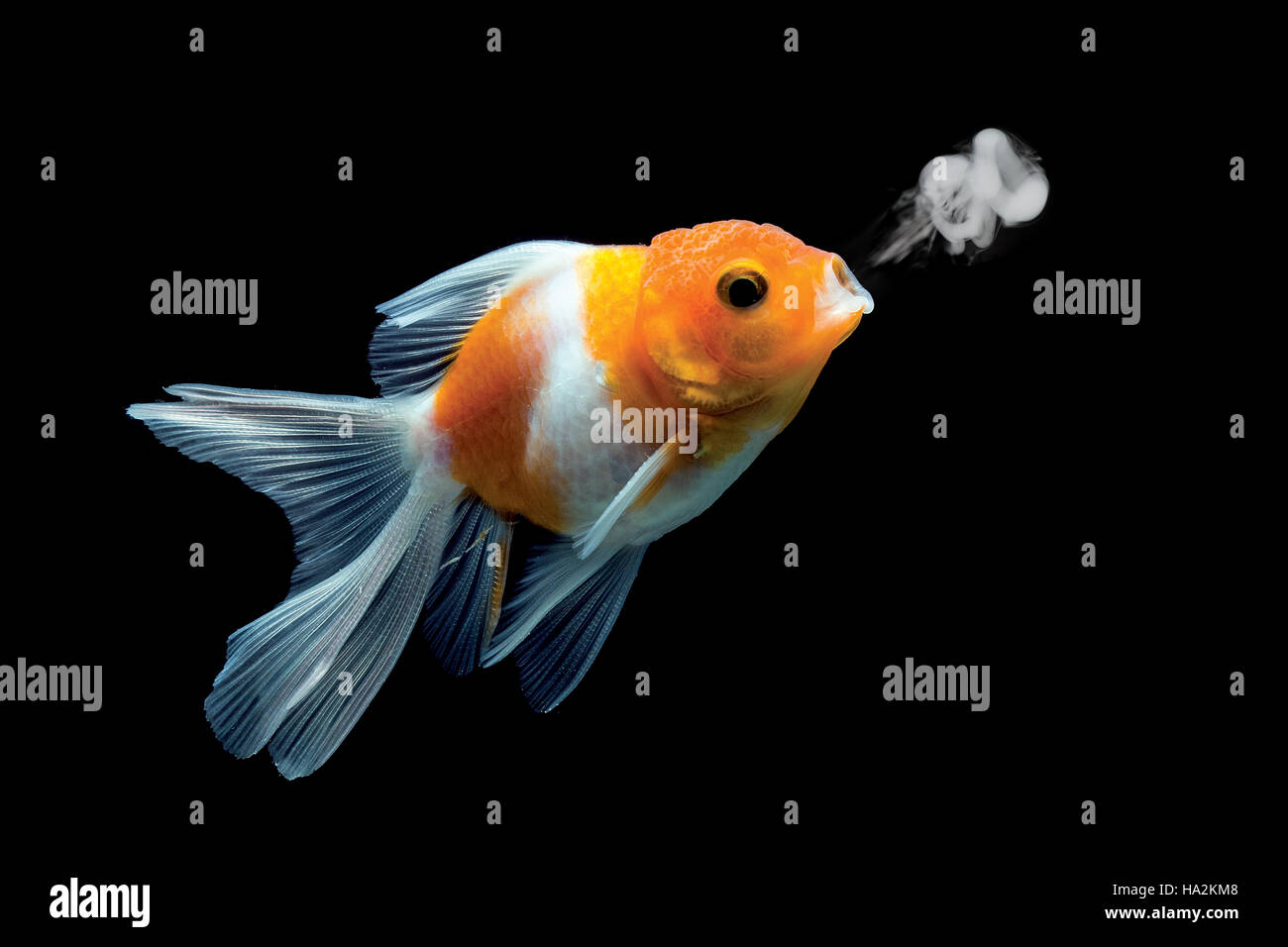 Goldfish blowing smoke Stock Photo - Alamy