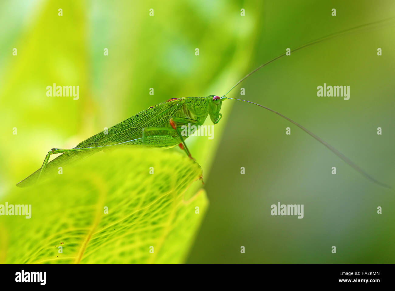 Grasshopper up close hi-res stock photography and images - Alamy