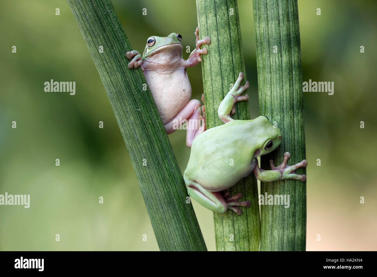 Two dumpy tree frogs climbing a plant hi-res stock photography and ...