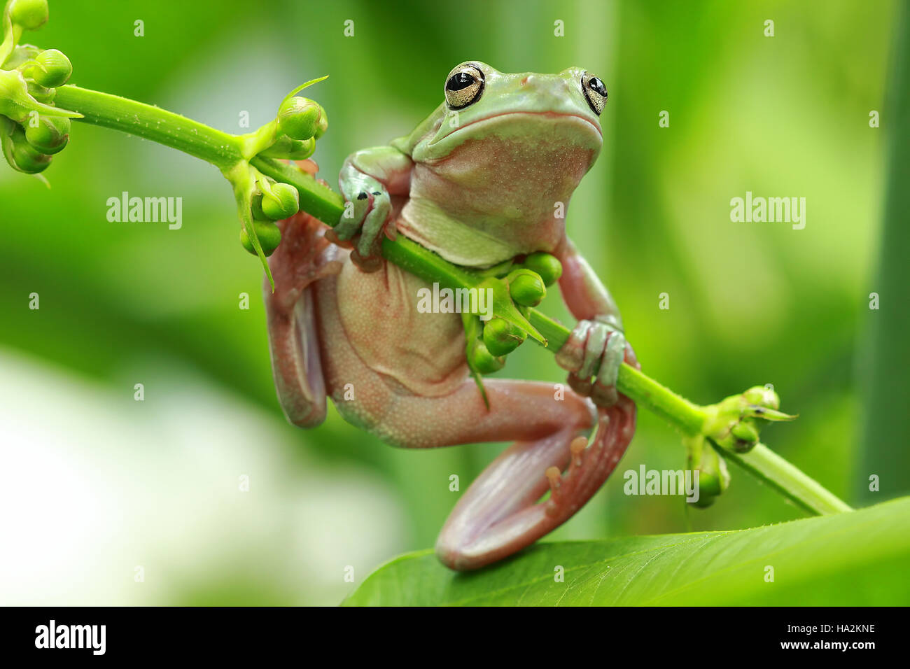 Dumpy tree frog on plant, Indonesia Stock Photo - Alamy
