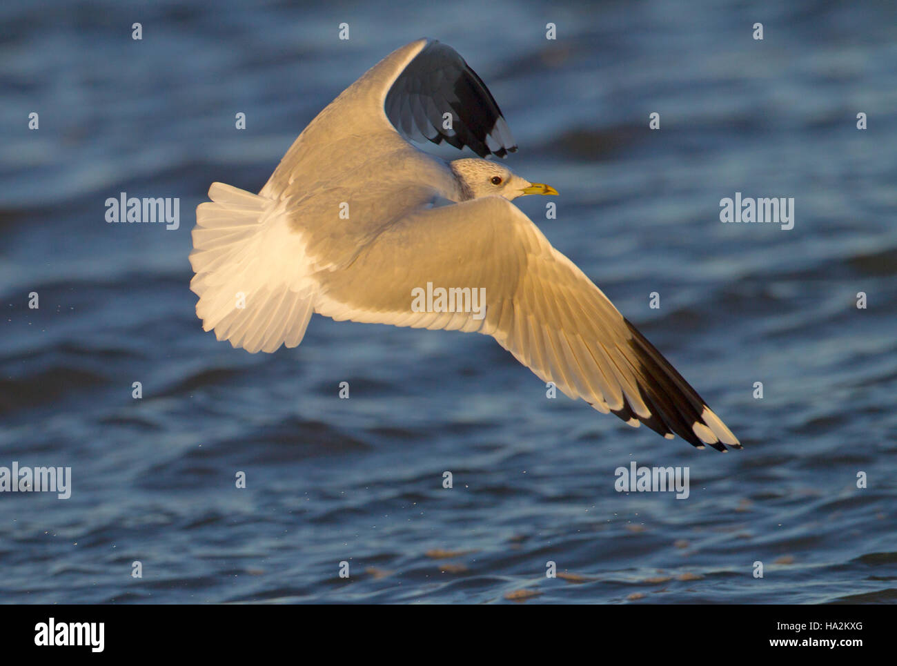 Common Gull Larus canus in Flight Stock Photo - Alamy