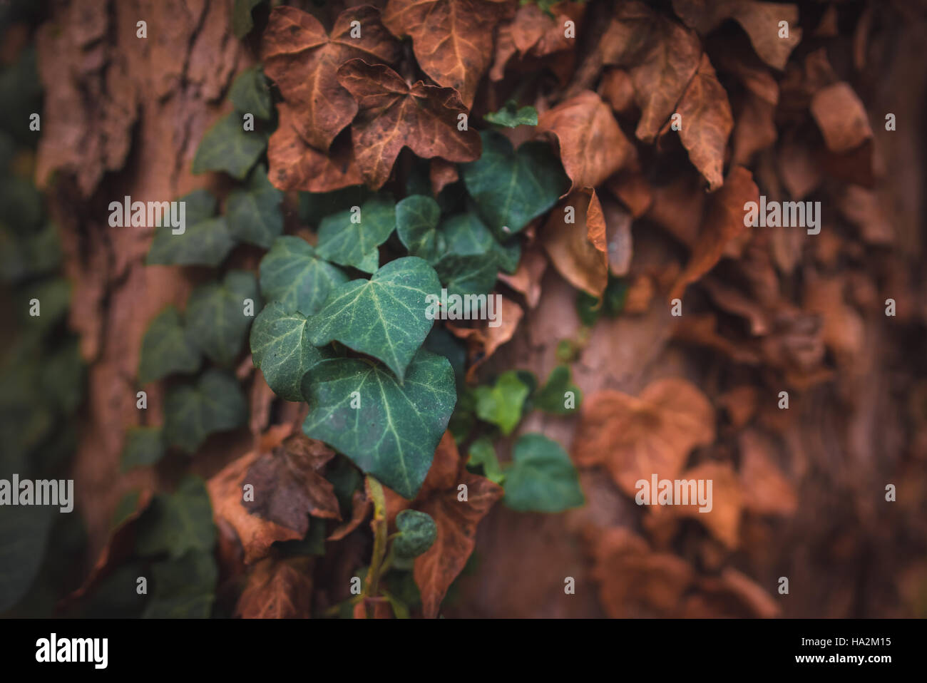 Ivy leaves on the trunk of a tree in autumn Stock Photo - Alamy