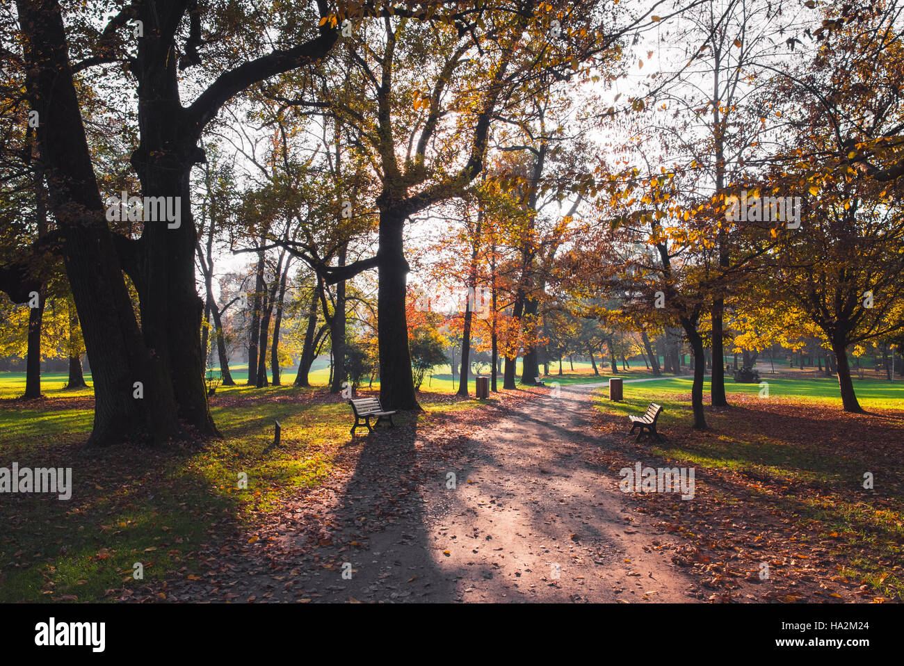 Pathway in the forest at autumn with benches trees and colorful leaves ...