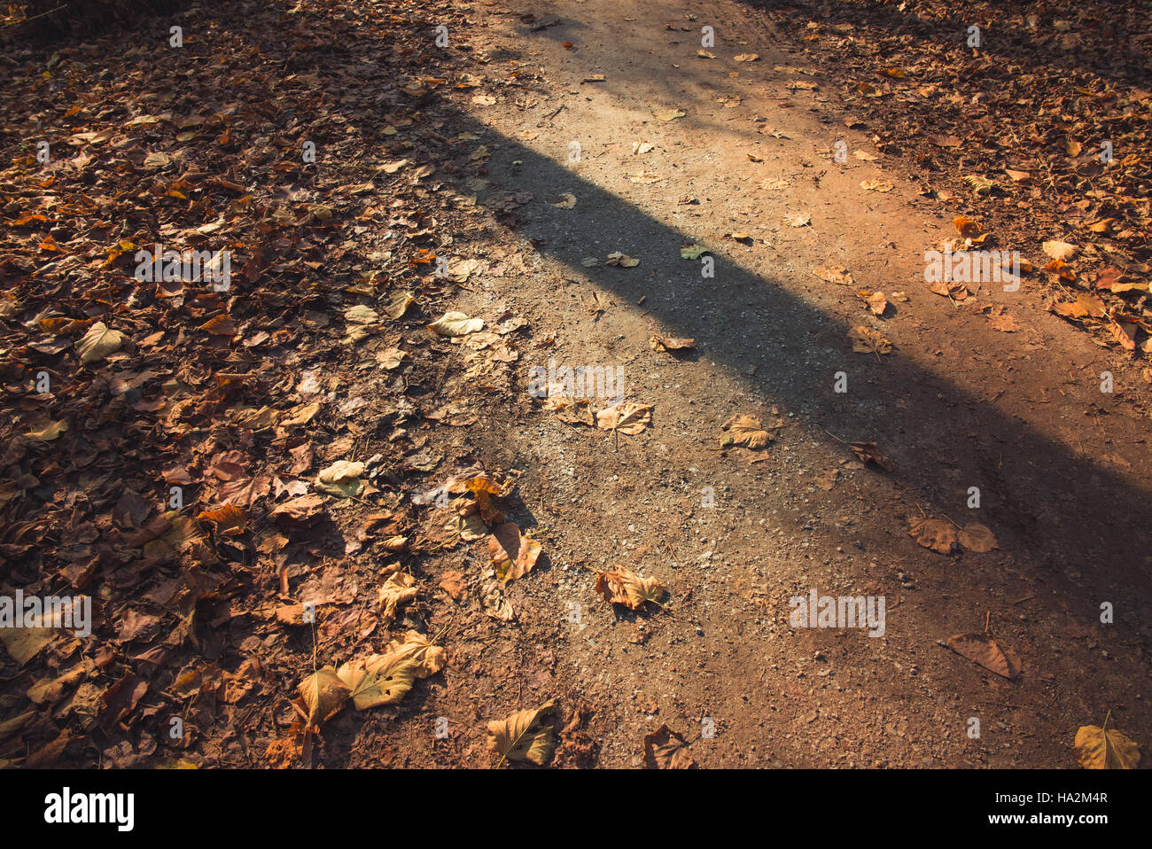 Shadow of tree on pathway hi-res stock photography and images - Alamy