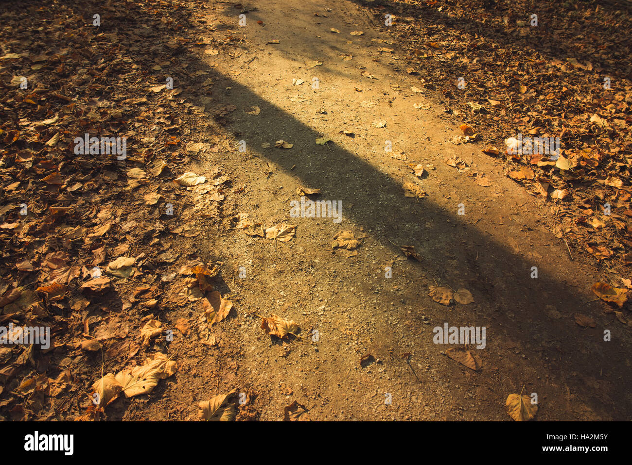 Pathway in the forest at autumn with colorful leaves and the shadow of ...