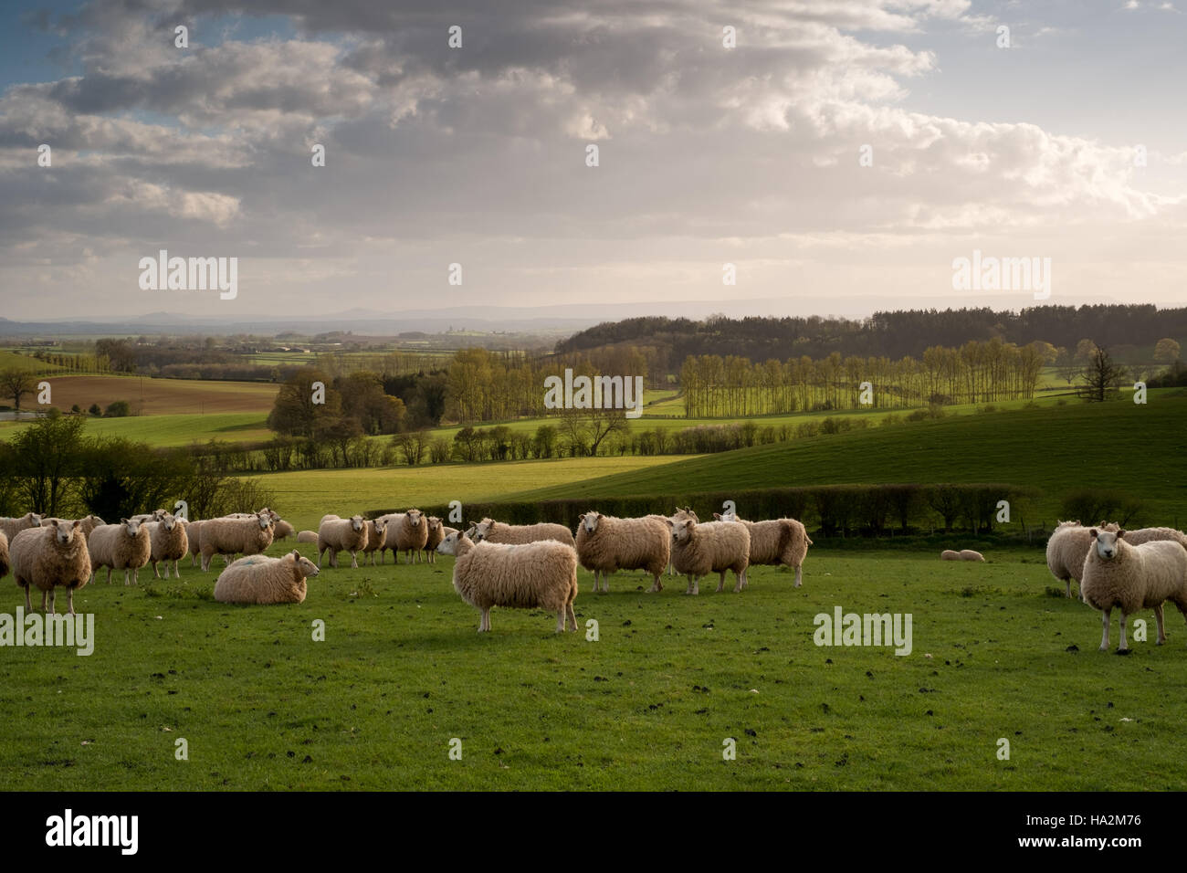 Hereford countryside hi-res stock photography and images - Alamy