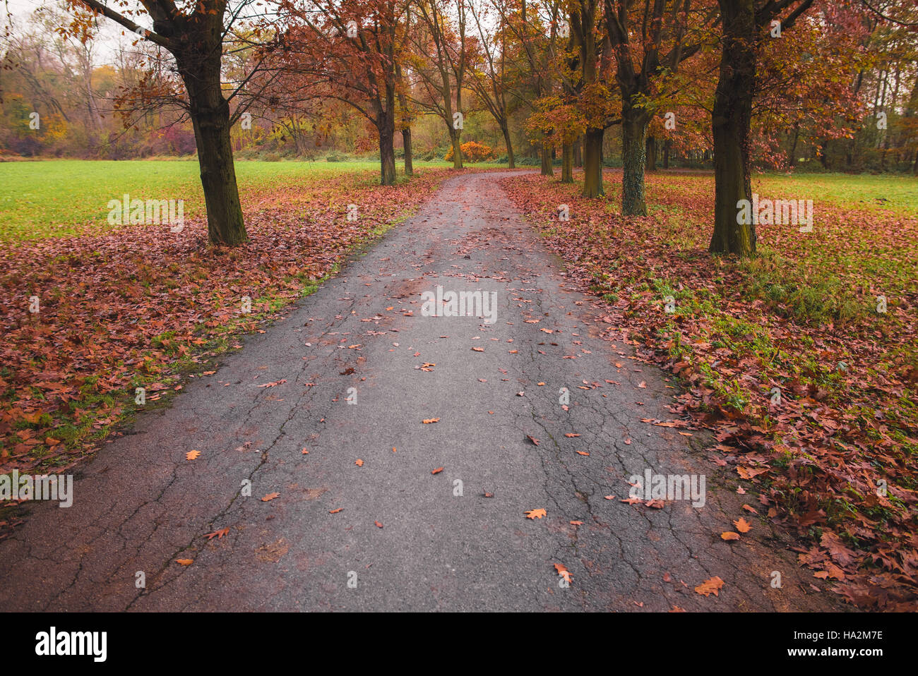 Pathway in the forest at autumn with trees and colorful leaves Stock ...