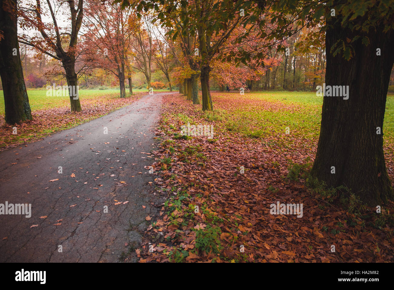 Pathway in the forest at autumn with trees and colorful leaves Stock ...