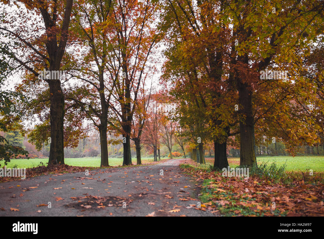 Pathway in the forest at autumn with trees and colorful leaves Stock ...