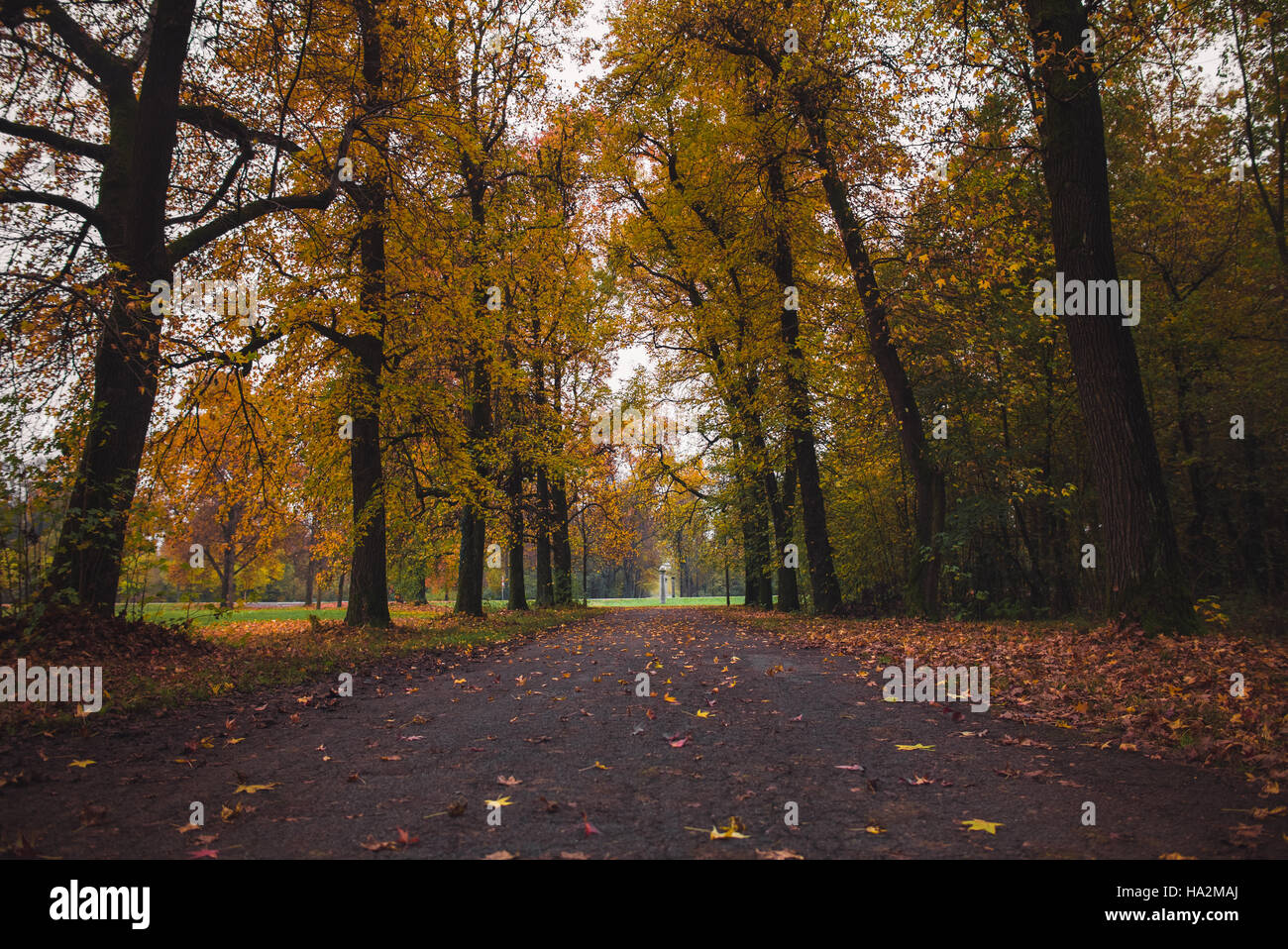 Pathway in the forest at autumn with trees and colorful leaves Stock ...