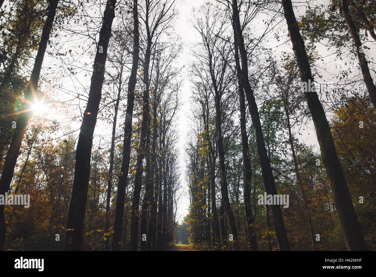 Pathway in the forest at autumn with trees and colorful leaves Stock ...
