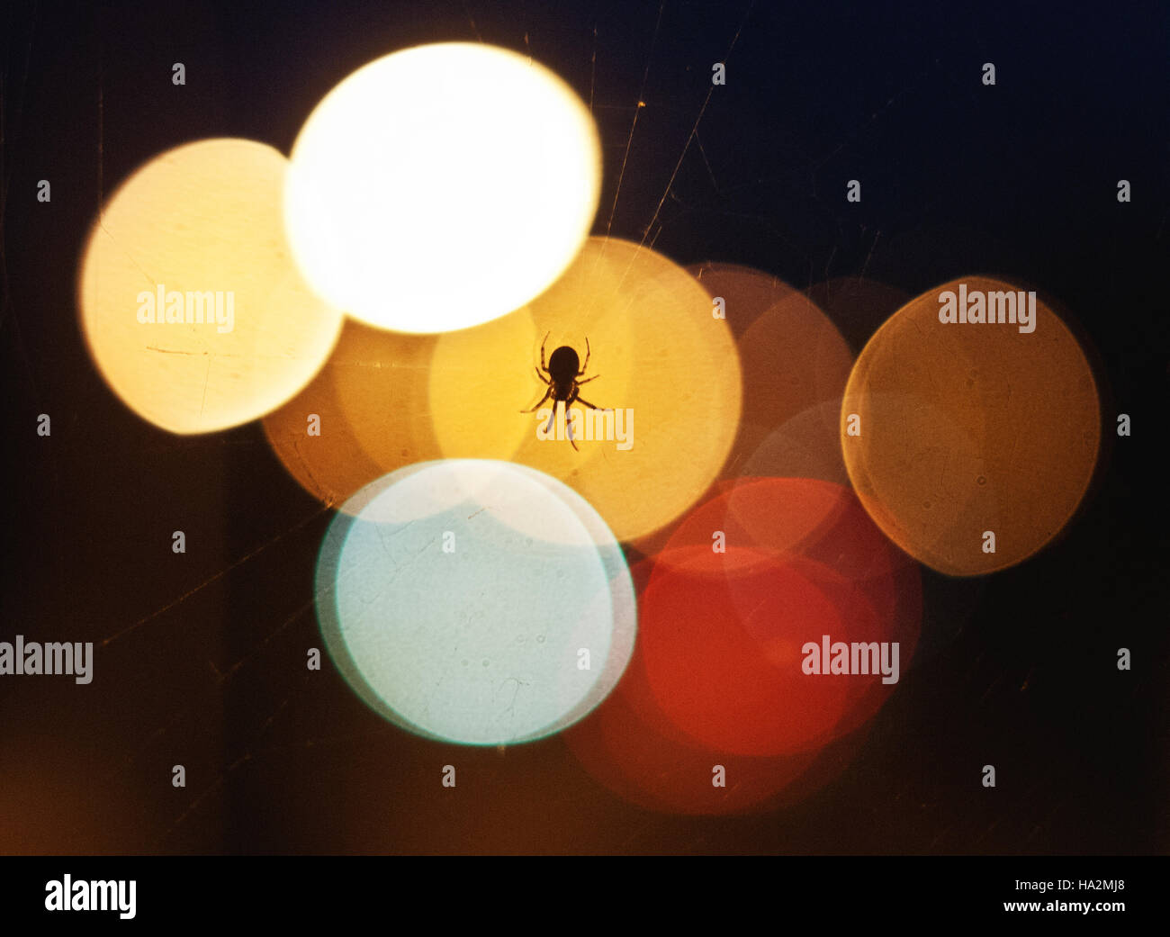 Close up of a spider with blurry lights in the background Stock Photo ...