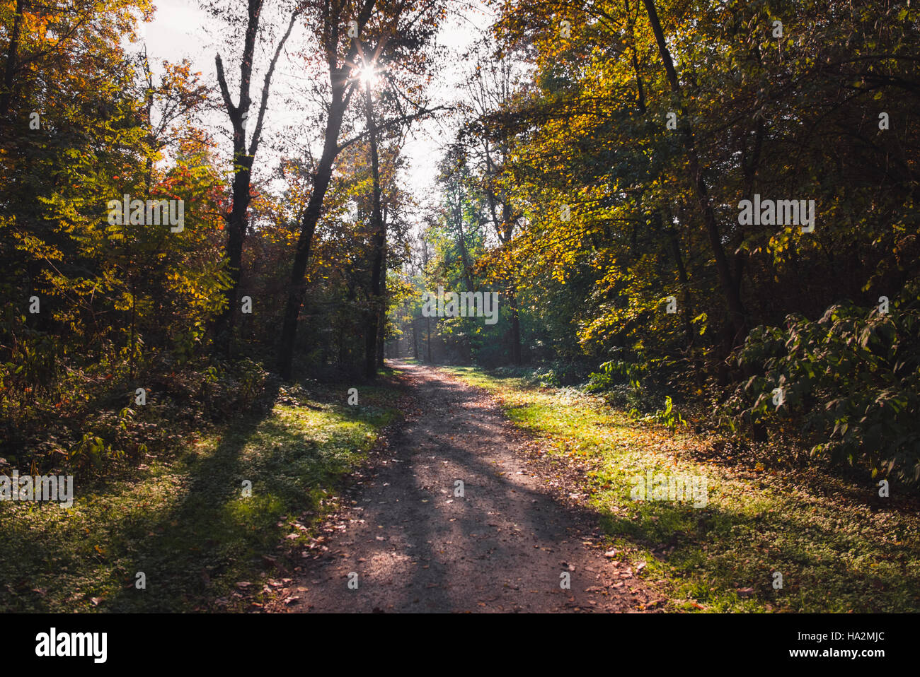 Pathway in the forest at autumn with trees and colorful leaves Stock ...