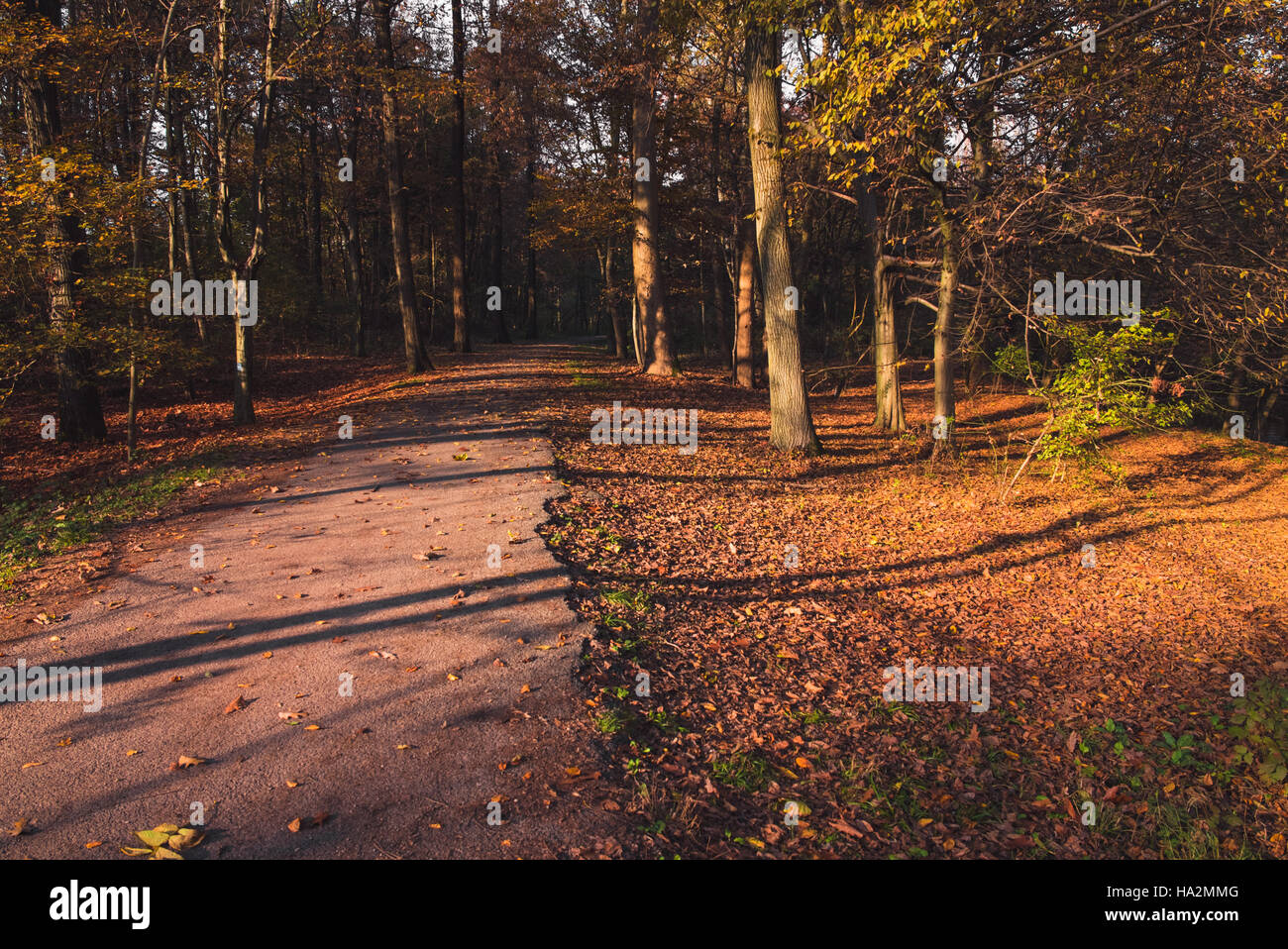 Pathway in the forest at autumn with trees and colorful leaves Stock ...