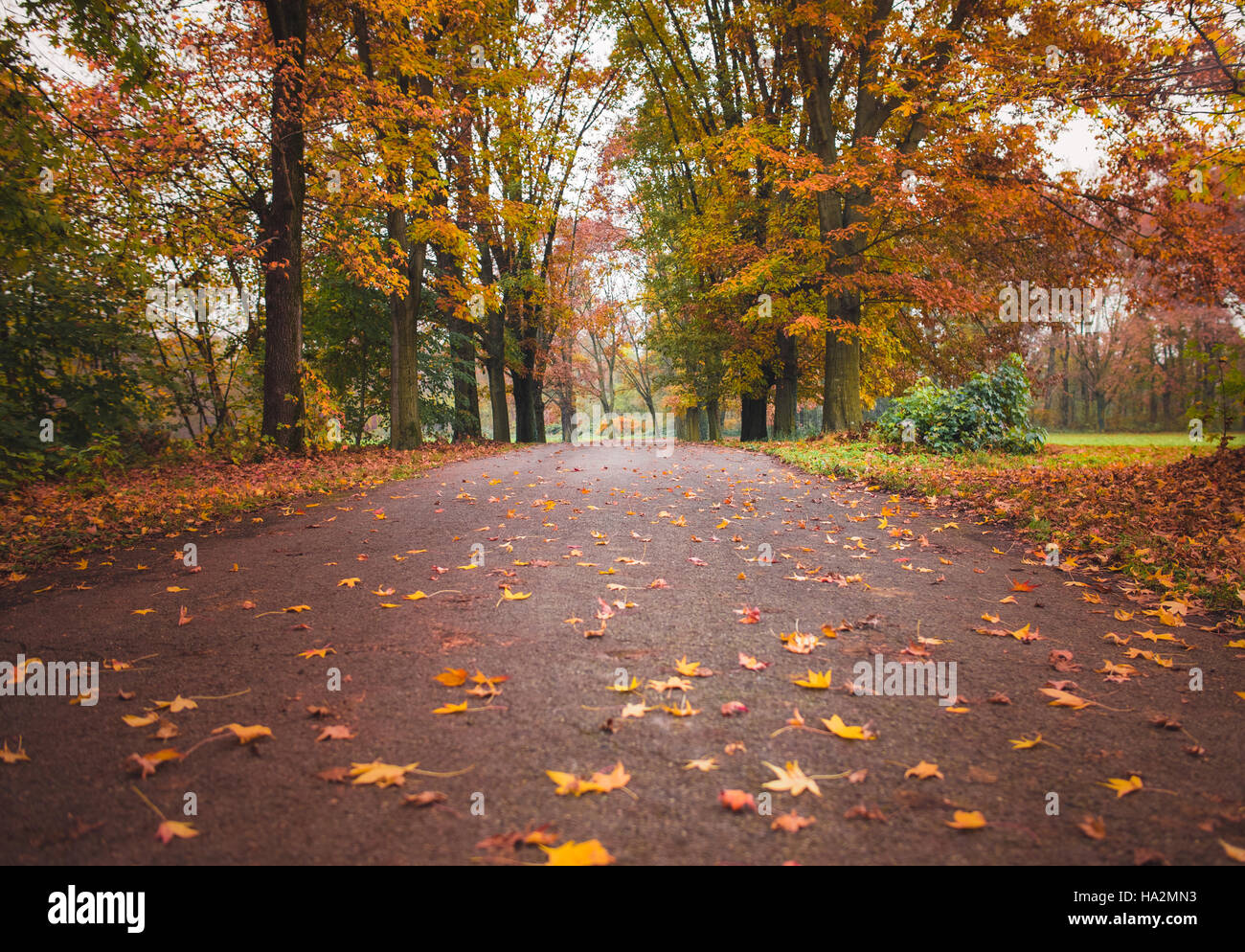 Pathway in the forest at autumn with trees and colorful leaves Stock ...