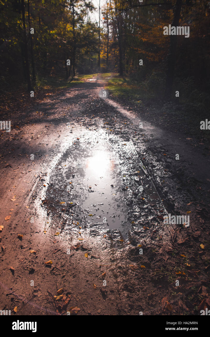 Puddle and sun reflections on a road between the trees Stock Photo - Alamy