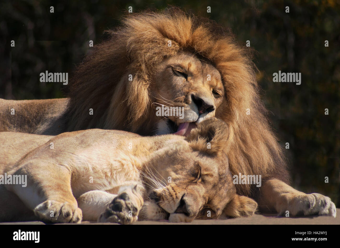 Lion lioness licking hi-res stock photography and images - Alamy