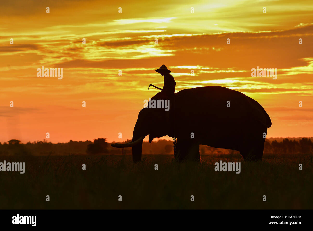 Silhouette of mahout man riding elephant at sunrise, Surin, Thailand ...