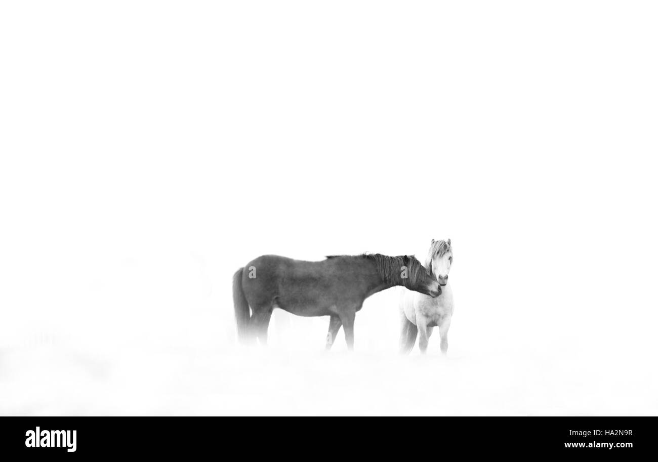 Two icelandic horses standing in a field nuzzling, Iceland Stock Photo ...