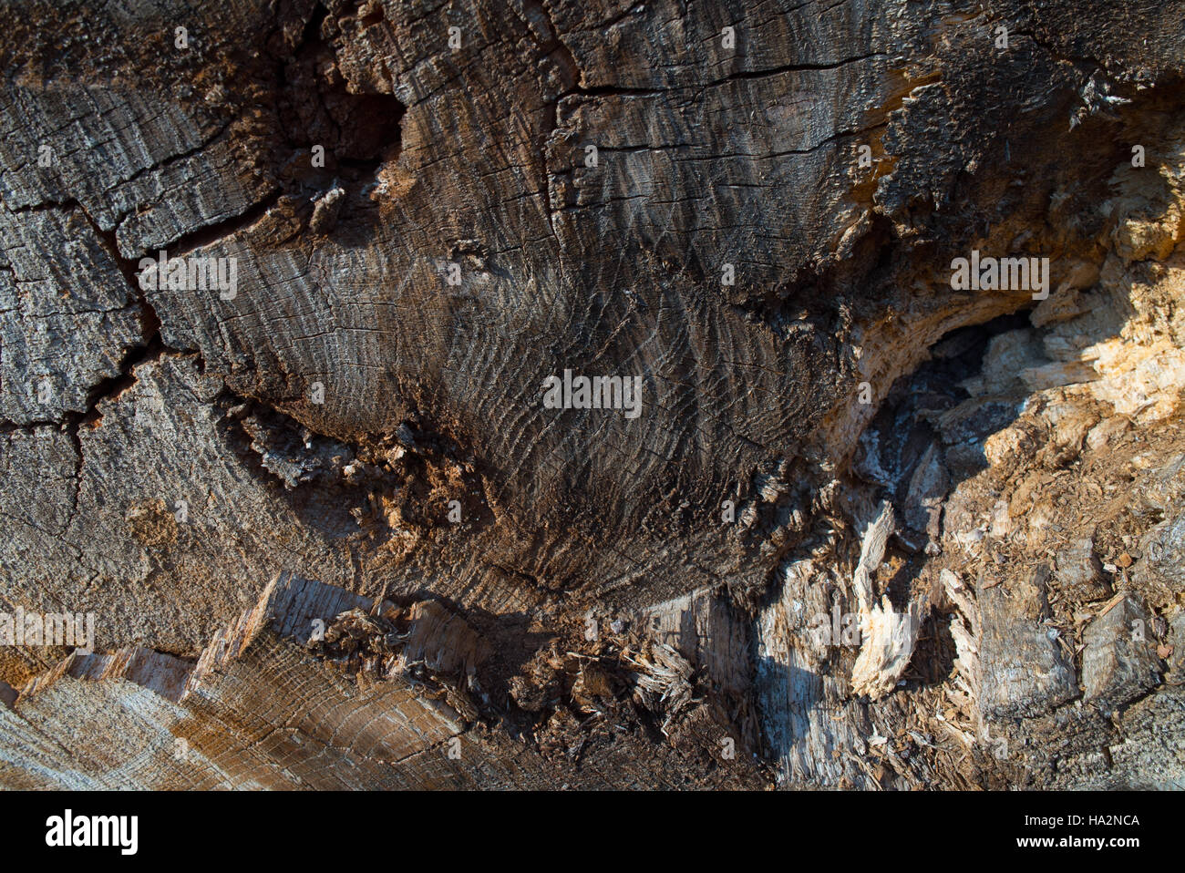 Tree stump detail Stock Photo - Alamy