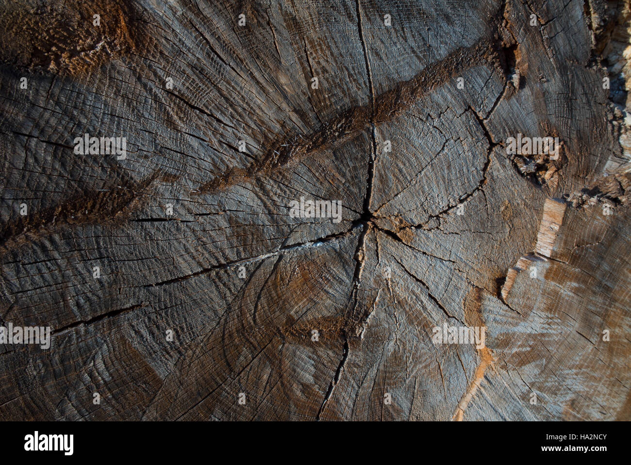 Tree stump detail Stock Photo - Alamy