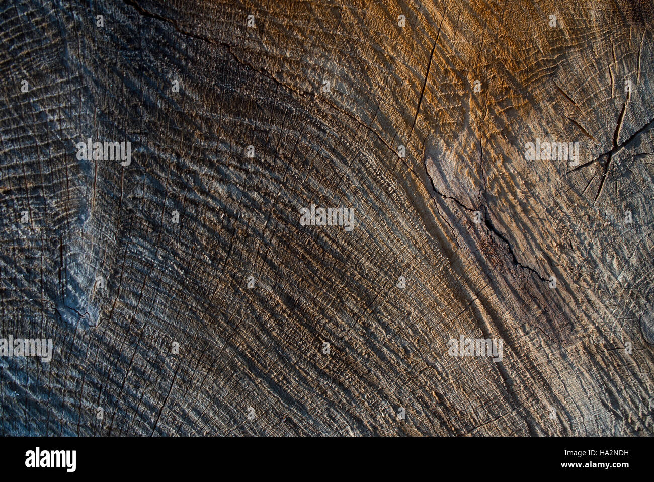 Tree stump detail Stock Photo - Alamy