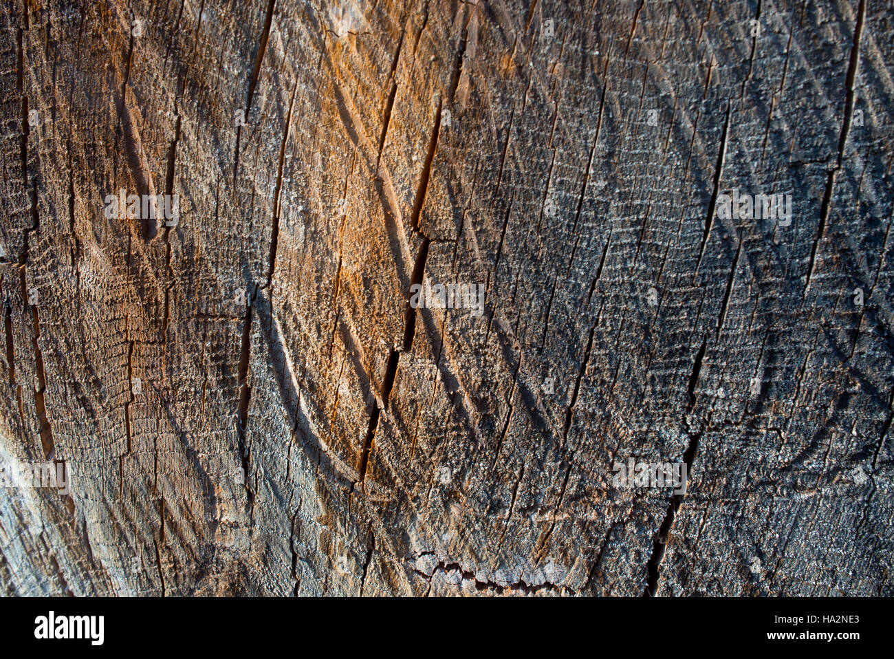 Tree stump detail Stock Photo - Alamy