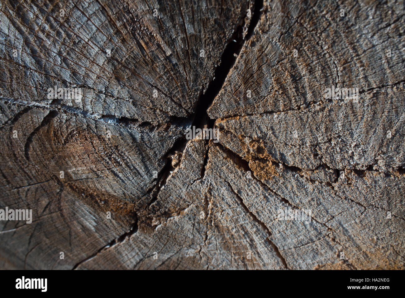 Tree stump detail Stock Photo - Alamy