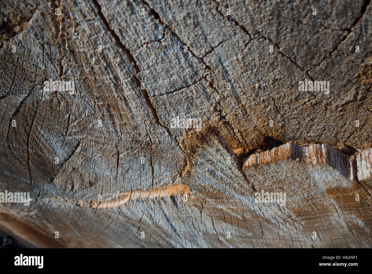 Tree stump detail Stock Photo - Alamy