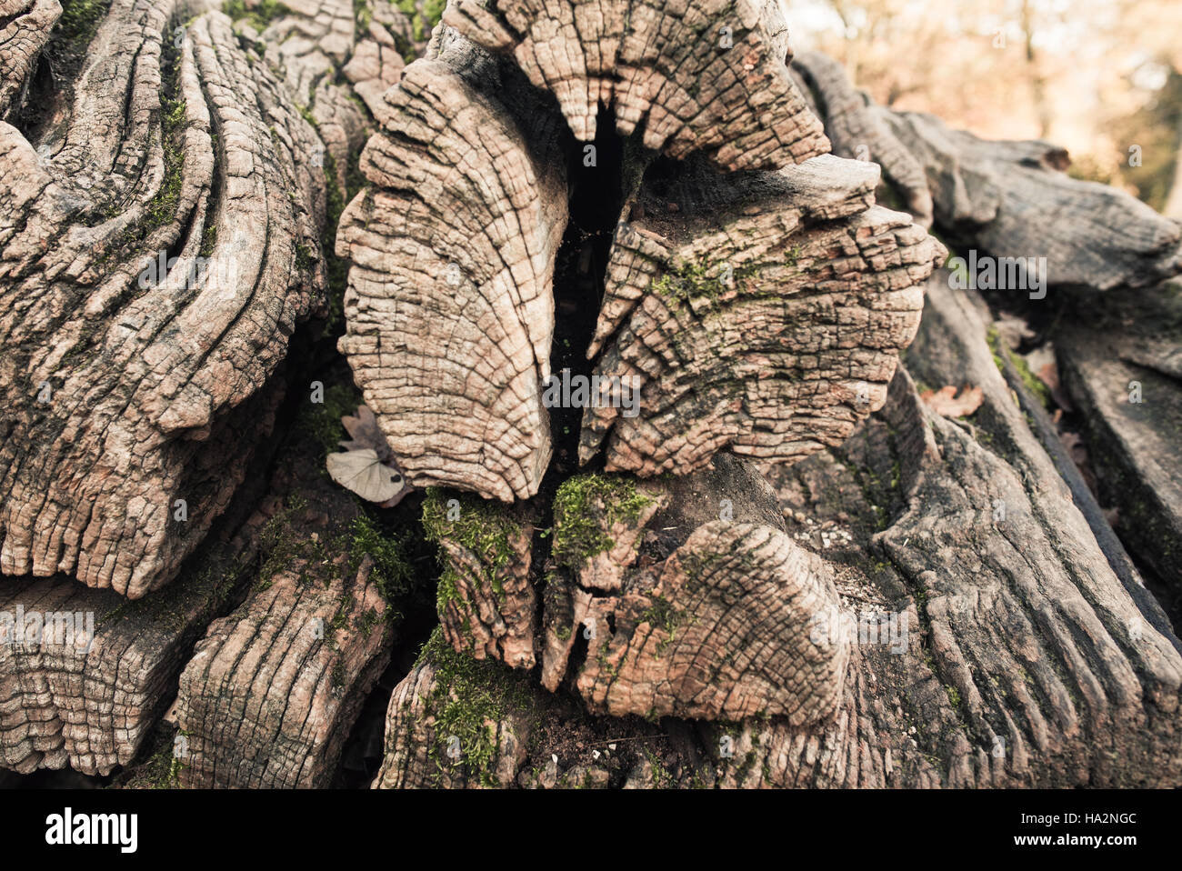 Tree stump detail Stock Photo - Alamy