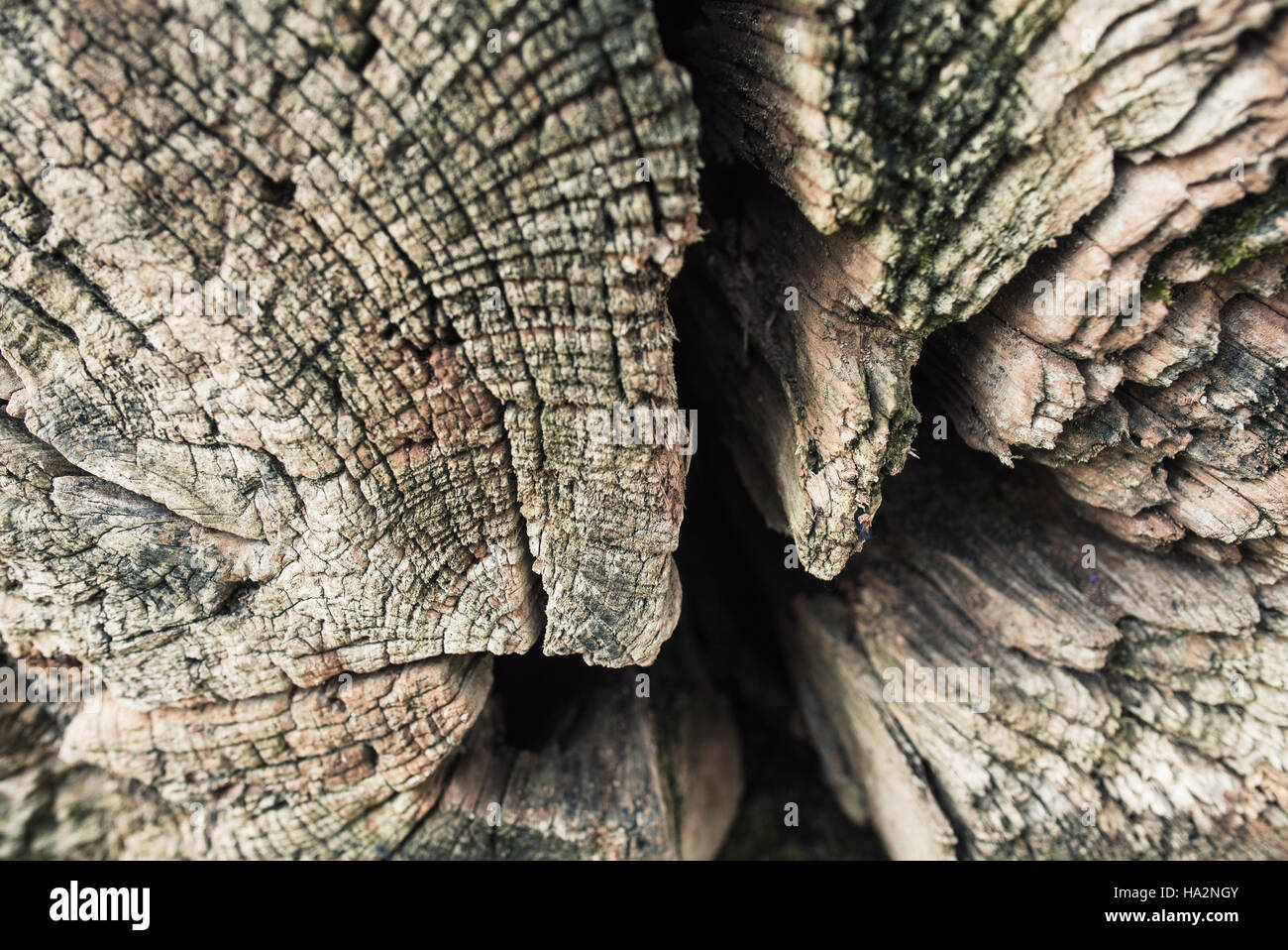 Tree stump detail Stock Photo - Alamy