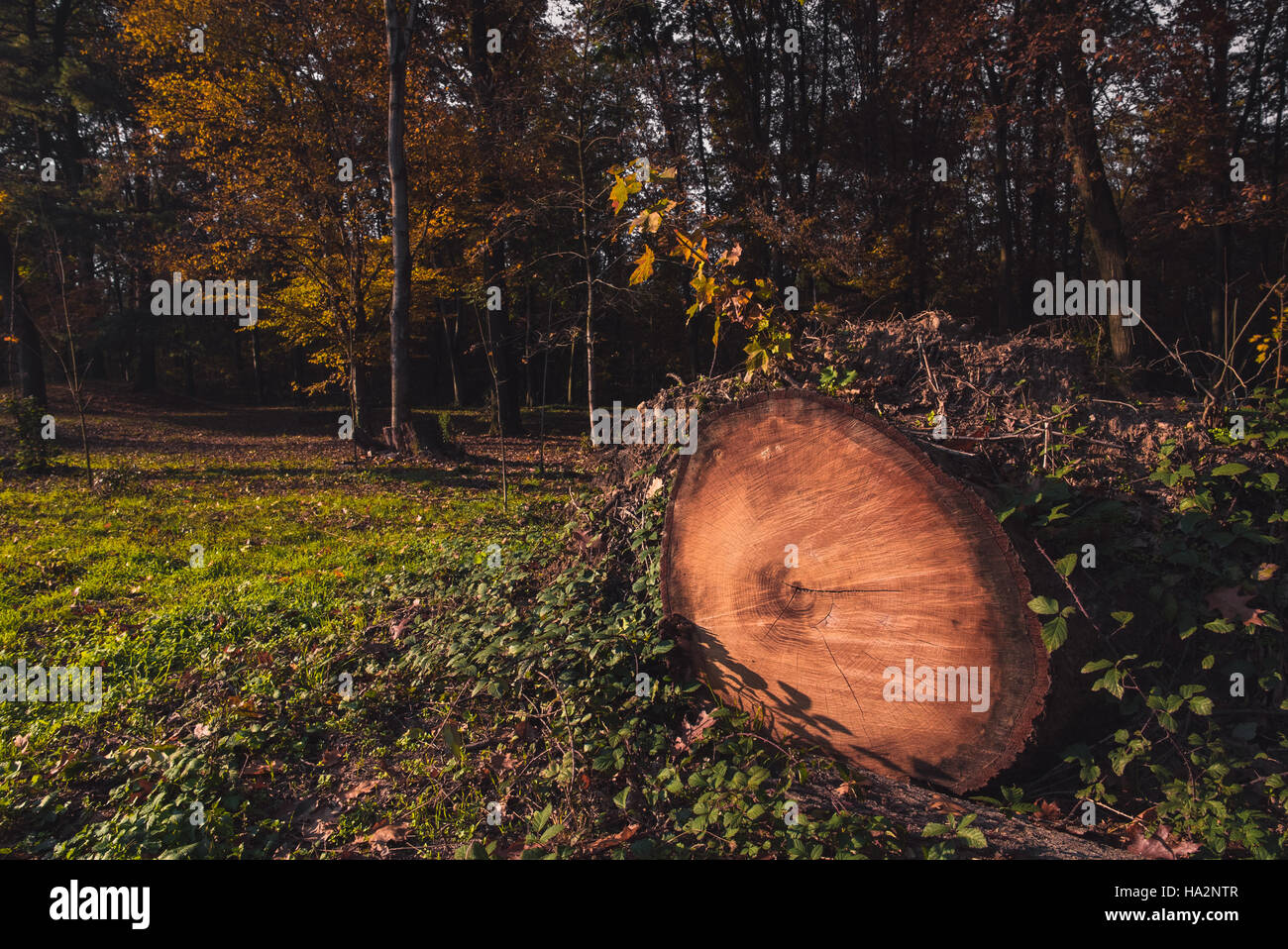 Tree stump detail and woods Stock Photo - Alamy